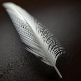 Rendering Curves as Feathers