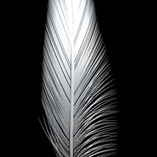 Rendering Curves as Feathers