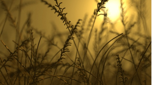 Example Three - Render curves